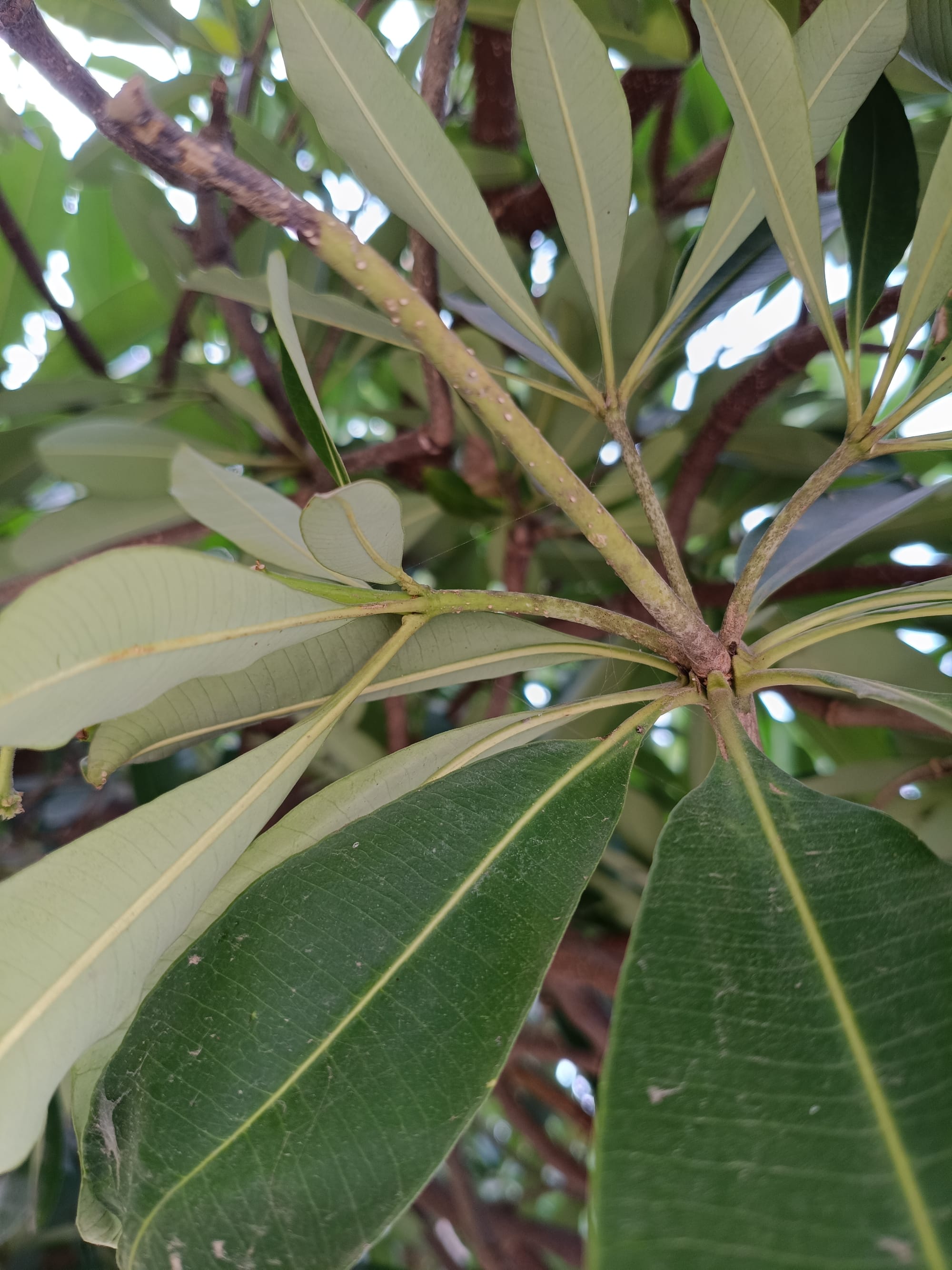 Comparación de la cámara Redmi Note 14 vs Lava Blaze Duo